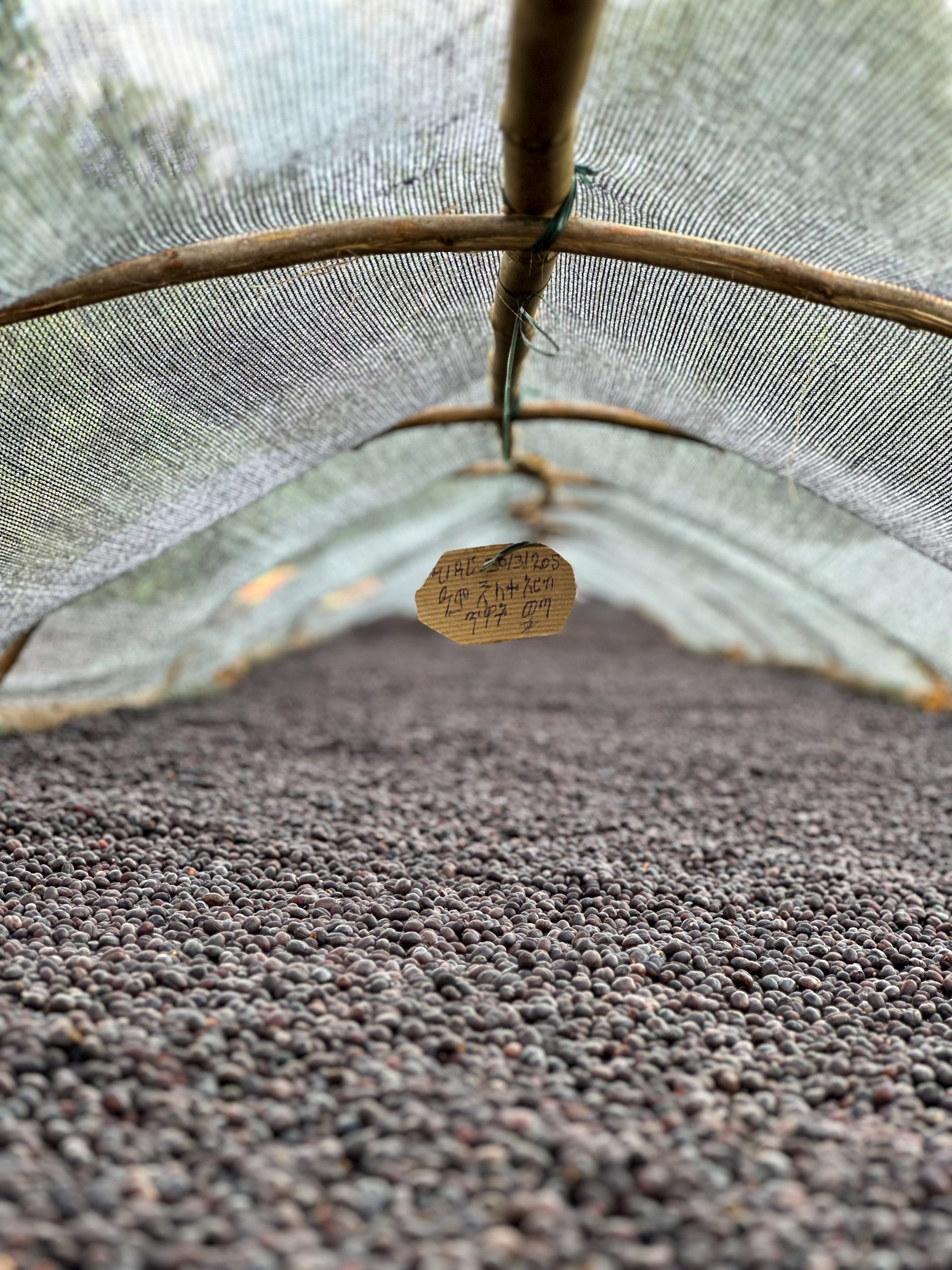 March Forward, Dear Mother Ethiopia – Christopher Feran